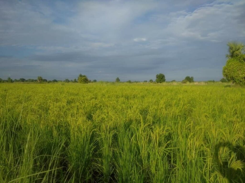 ဧရာဝတီတိုင်းတွင် လယ်သမားအများစု သွင်းအားစု စျေးတွေကြီးလို့ နွေစပါးစိုက